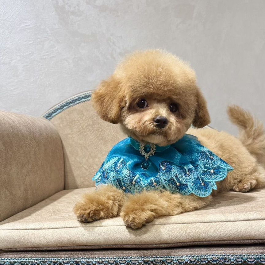 Мальтипу, щенок