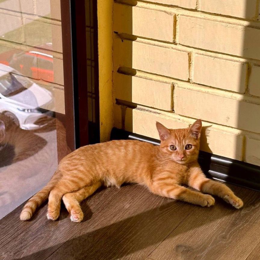 Кошечка Василиса