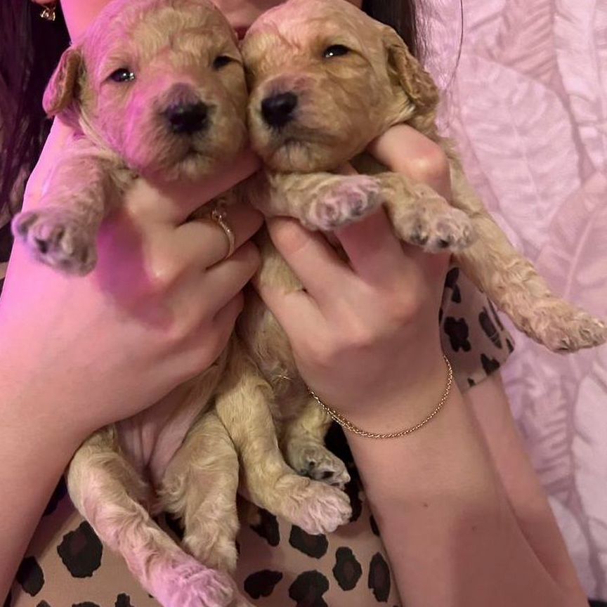 Той-пудель, щенок