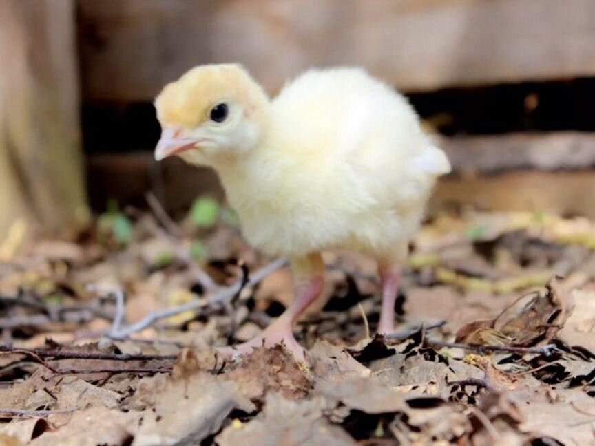 Индюки Хайбрид Конвертер Канада