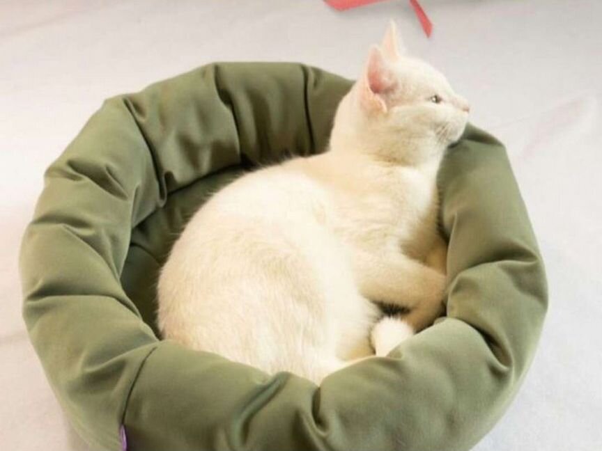 Домик лежанка для кошки