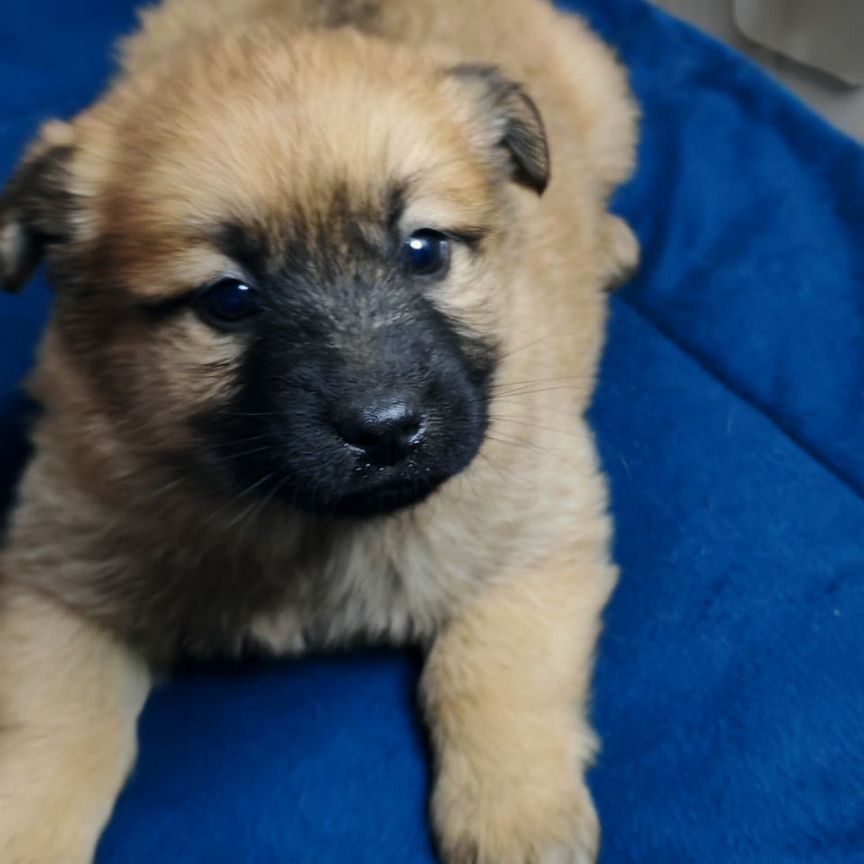 Щенок, собака, пес