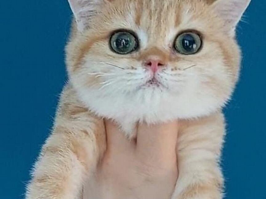 Британская кошечка BRI ny 11