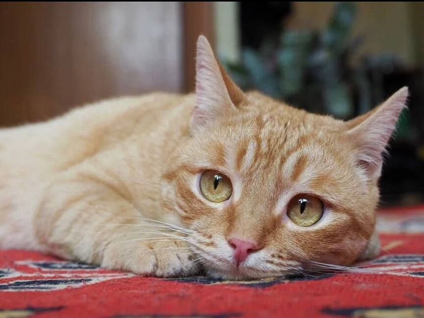 Рыжик в самые лучшие ручки