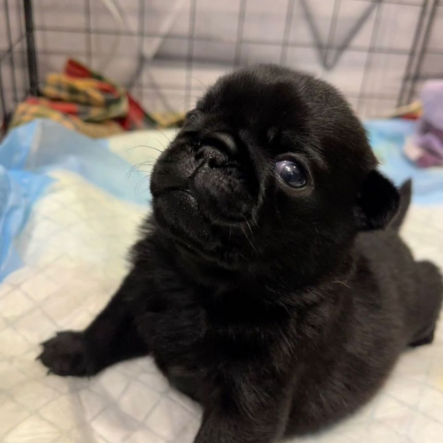 Щенки мопса