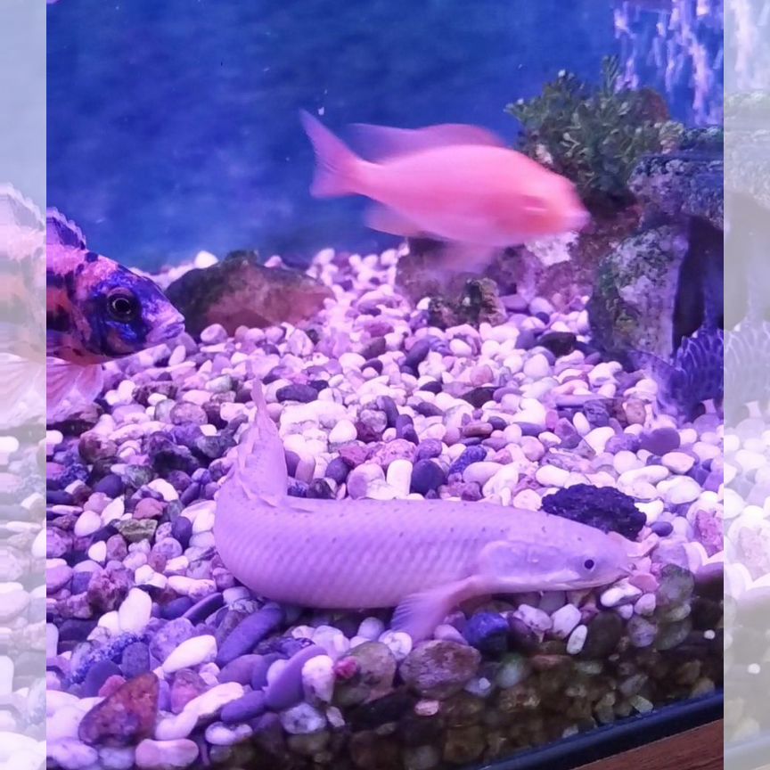 Полиптерус сенегальский 14 см