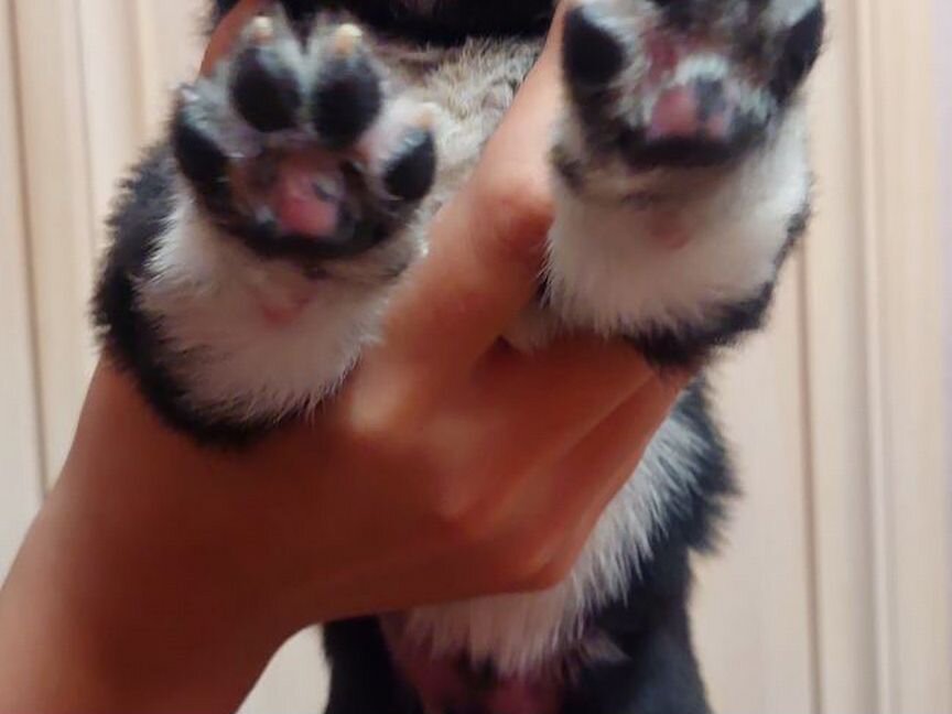 Щенки в подарок на Новый Год