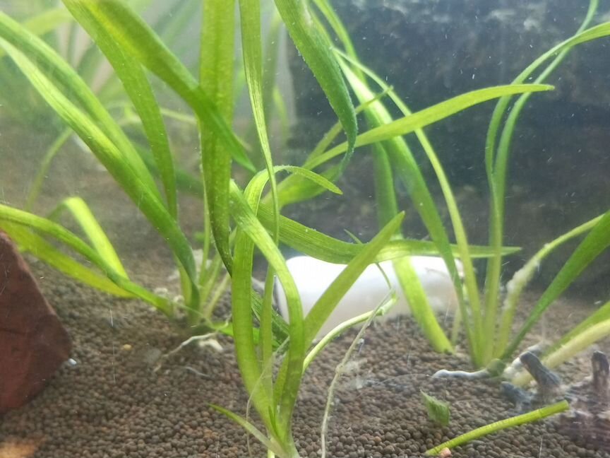 Валиснерия