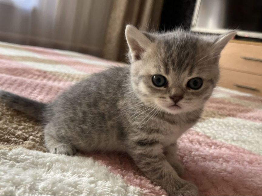 Шотландские котята