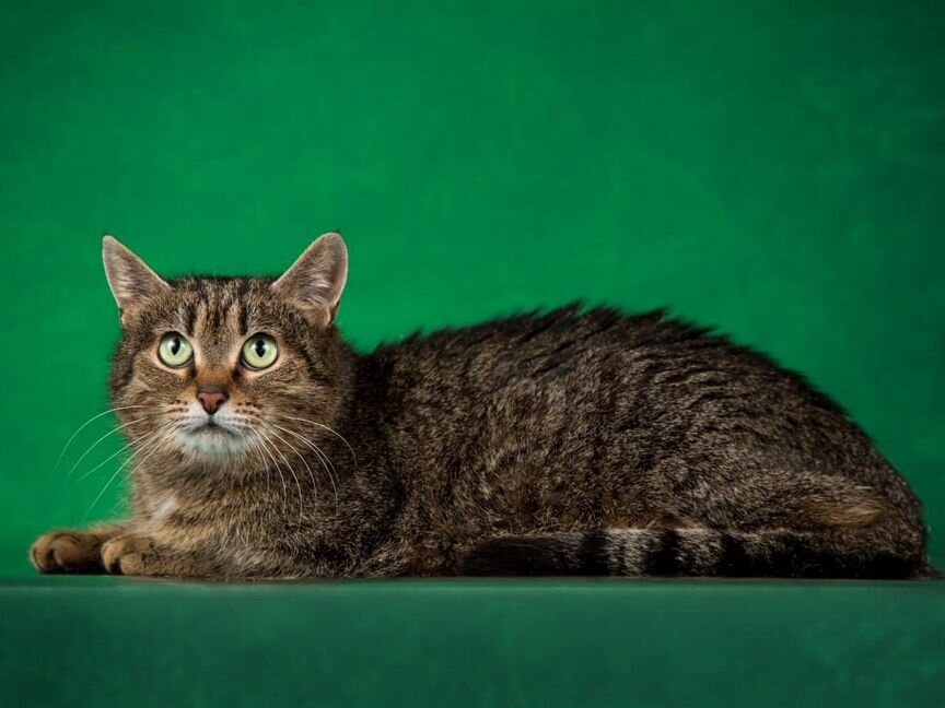 Кошка кот котенок котята