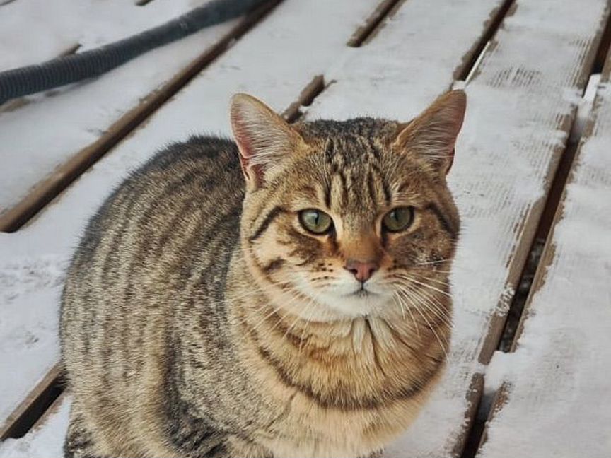 SOS замерзает на даче котенок подросток 7 месяцев