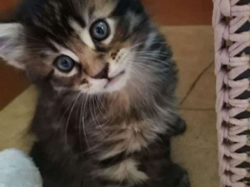 Великолепные маленьких антидепрессанты кунята