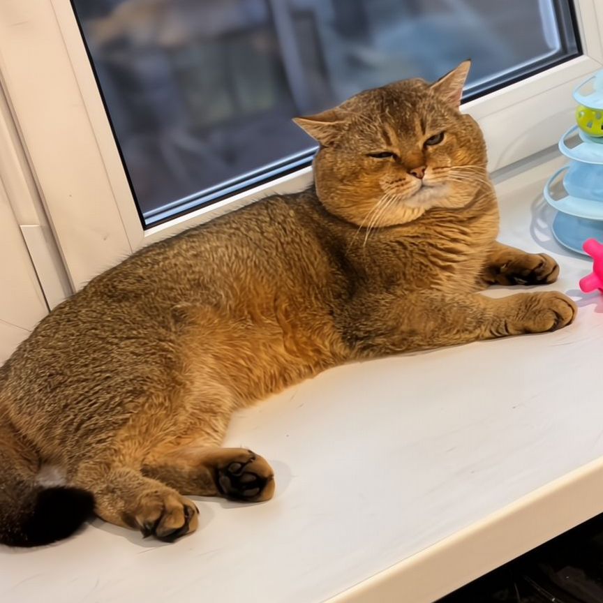 Британский короткошёрстный кот, взрослый