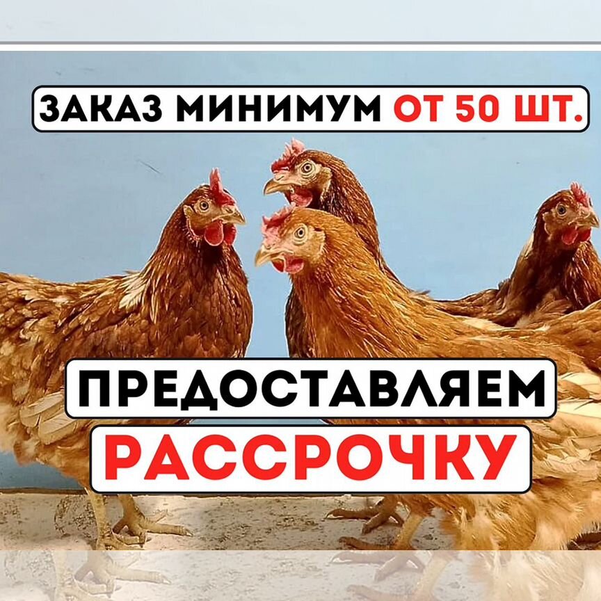 Куры доминант напрямую от производителя с доставкой