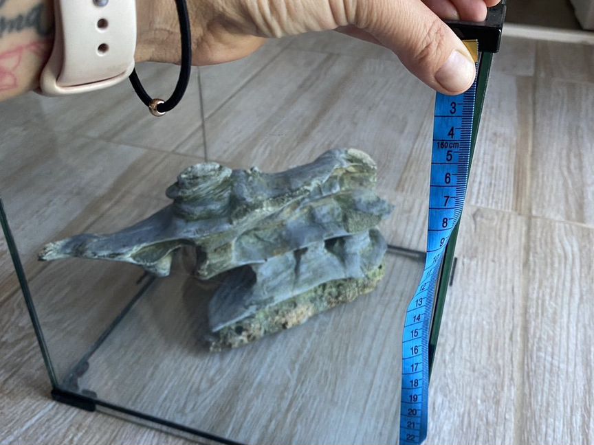 Черепашники