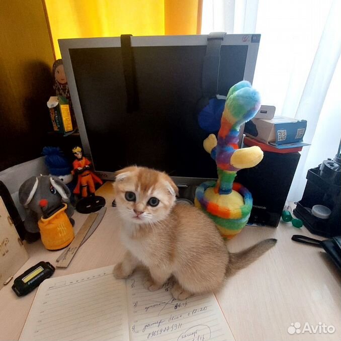 Ищем доброго хозяина или хозяйку