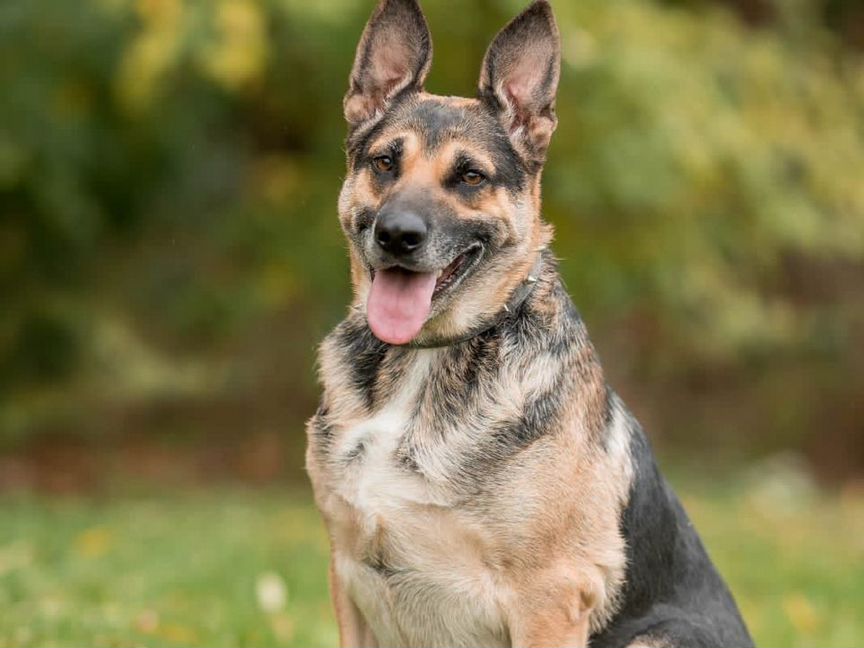 Собака овчарка Найт 3 года ищет дом