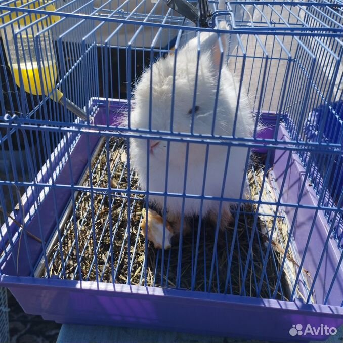 Продам декоративного кролика