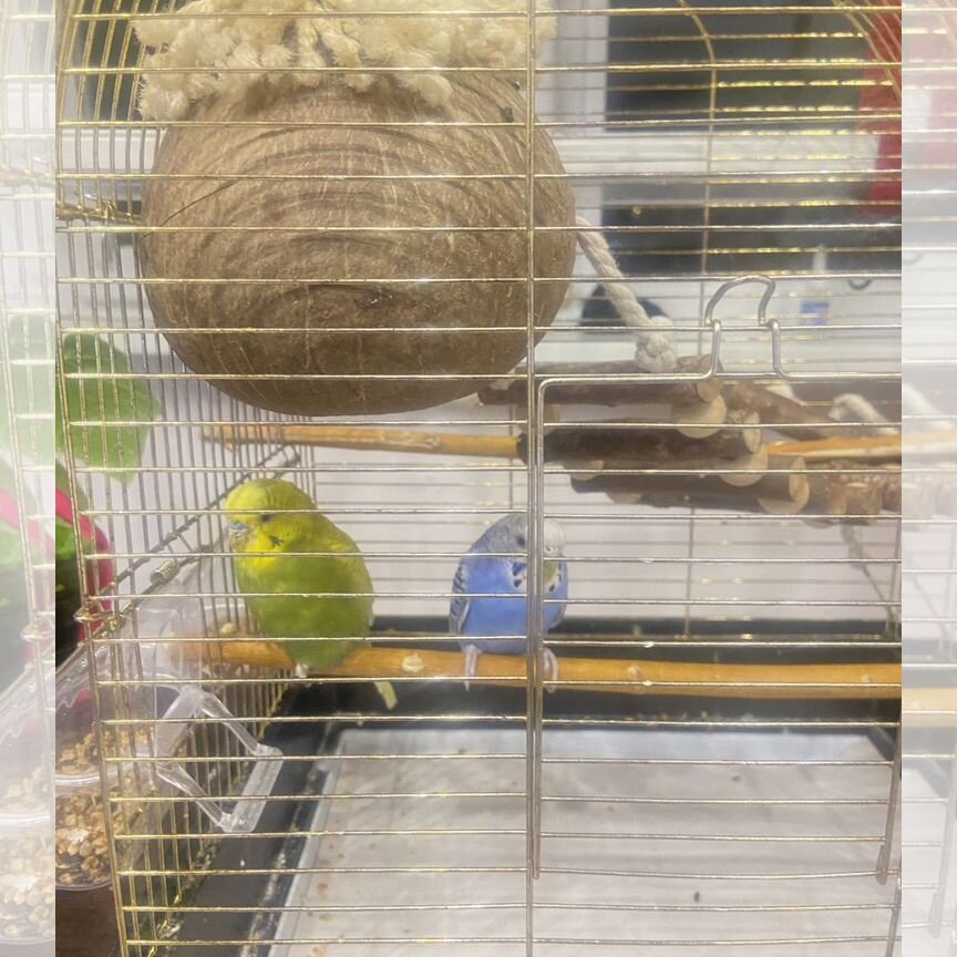 Волнистый попугай