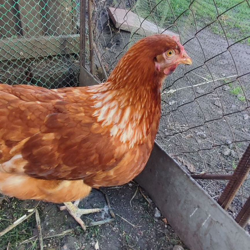 Куры несушки Ломан Браун