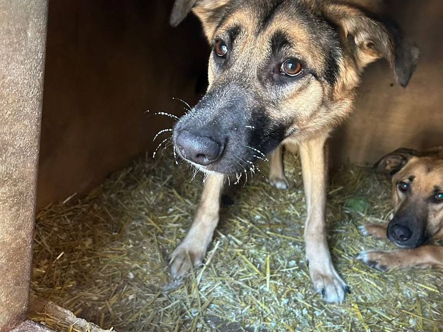 Молодой пёс Джун в добрые руки