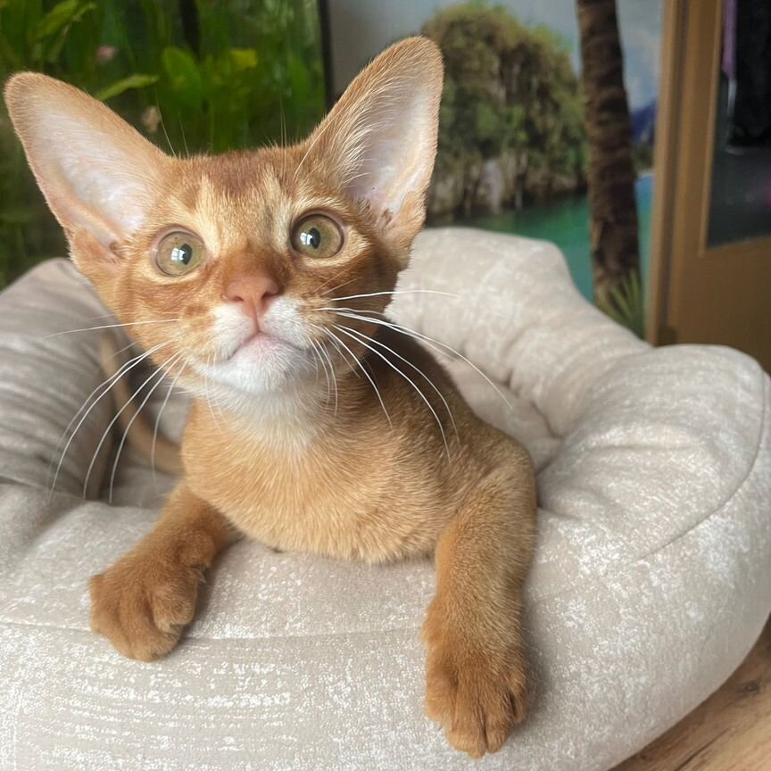 Абиссинский котёнок
