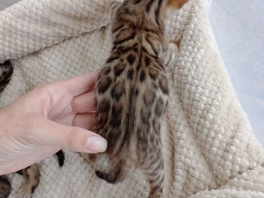 Бенгальские котята с документами