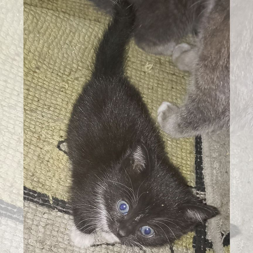 Шотландский вислоухий короткошёрстный котёнок