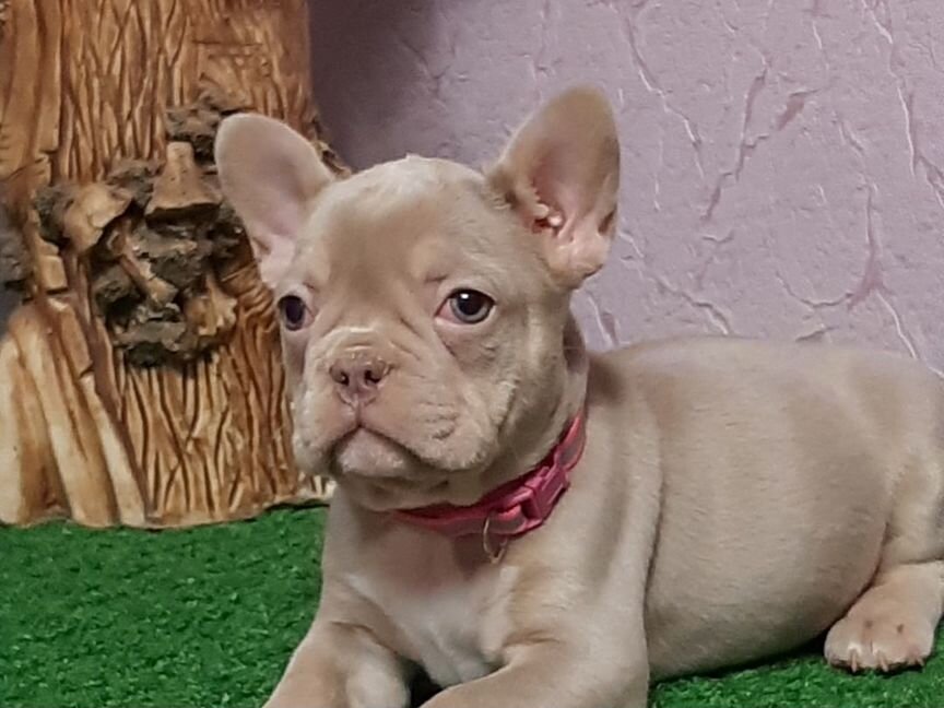 Девочка в окрасе Изабелла Нью Шейд