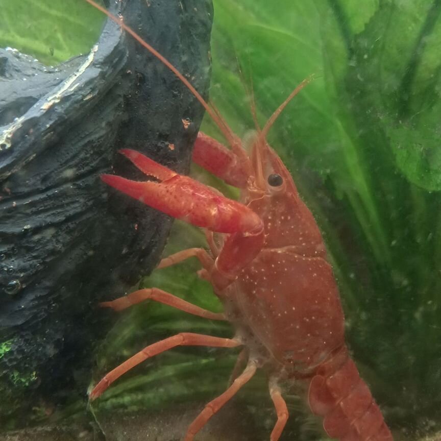 Аквариумные раки