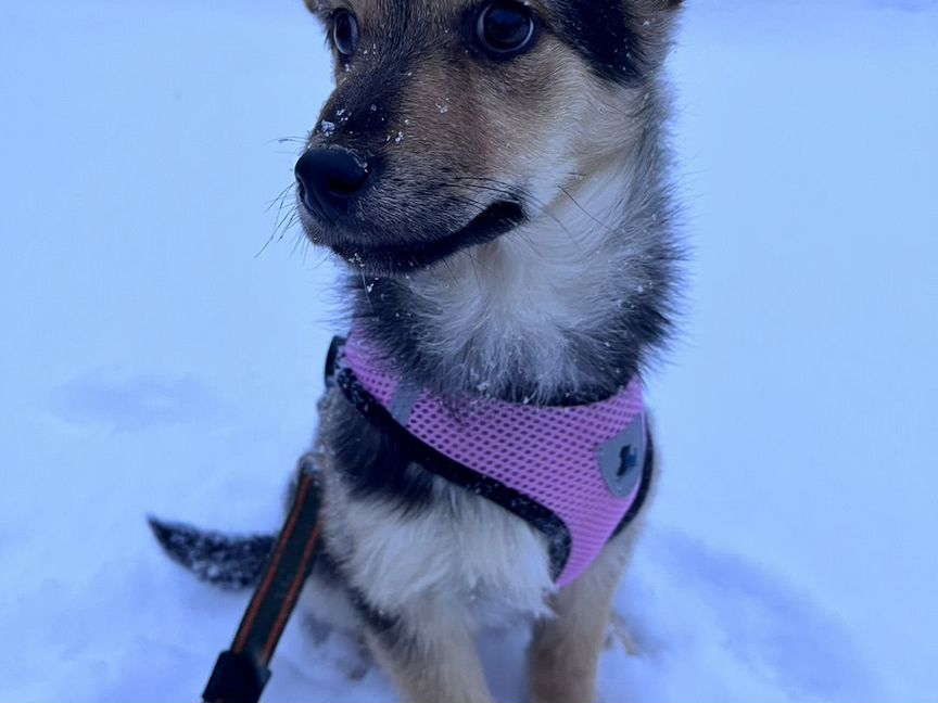 Щенок в добрые руки бесплатно