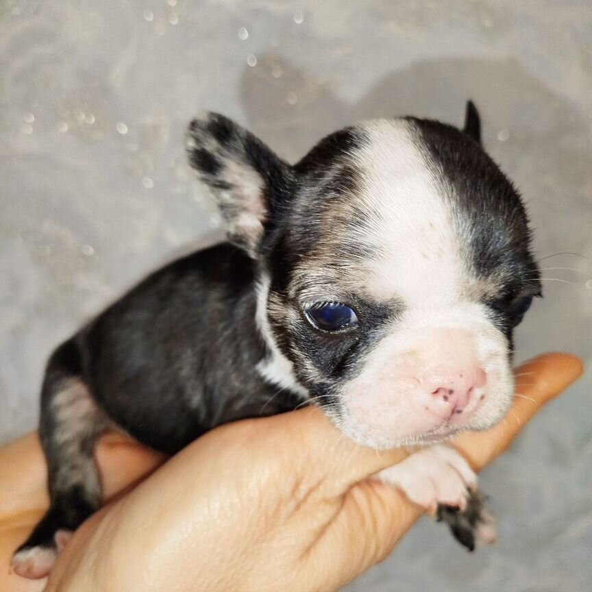 Французский бульдог