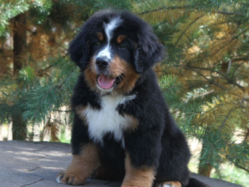 Малыш Мишаня (Питомник РКФ)