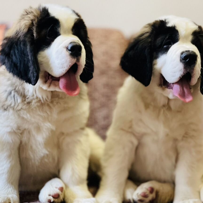 Шикарные щенки Сенбернара