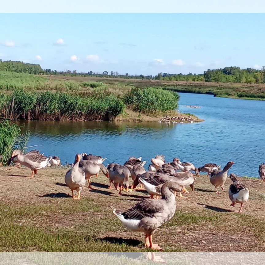Гуси живым весом