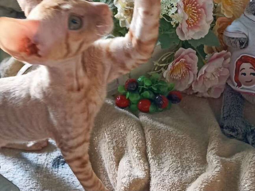 Котёнок мальчик