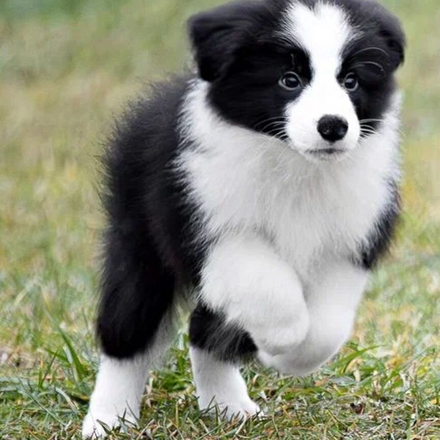 Бордер-колли, щенок