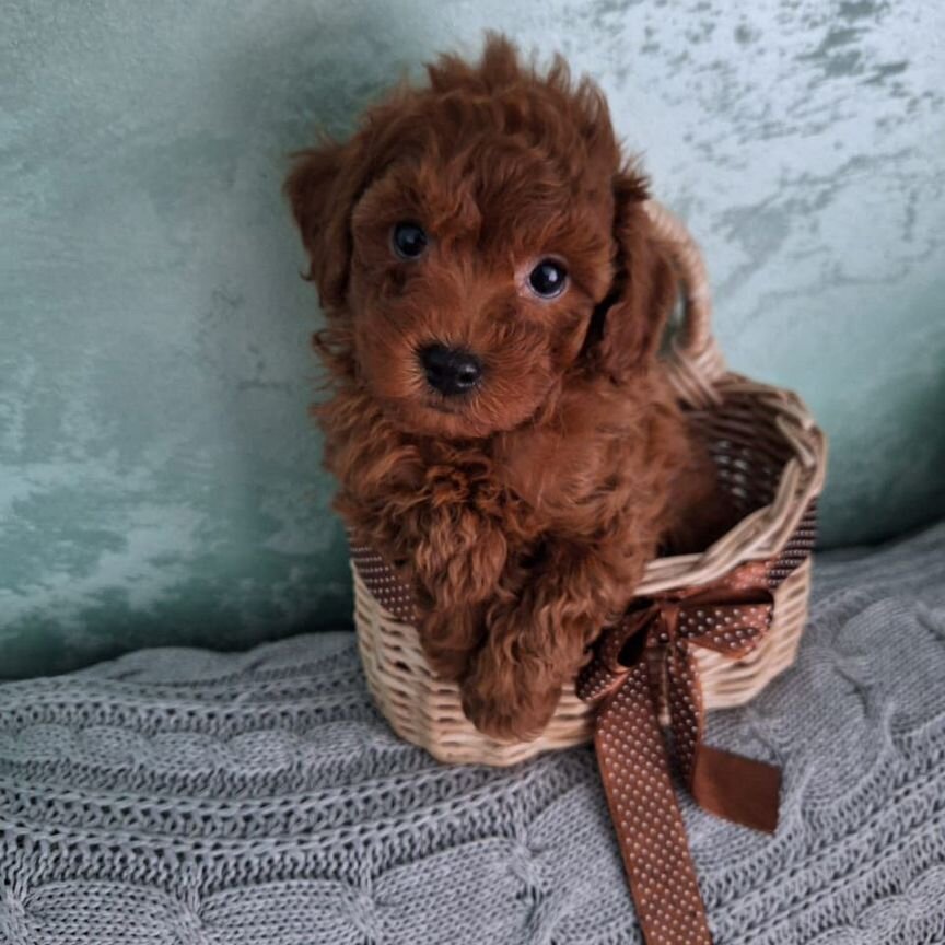 Той-пудель мальчики