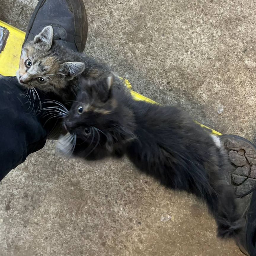 Котёнок в добрые руки