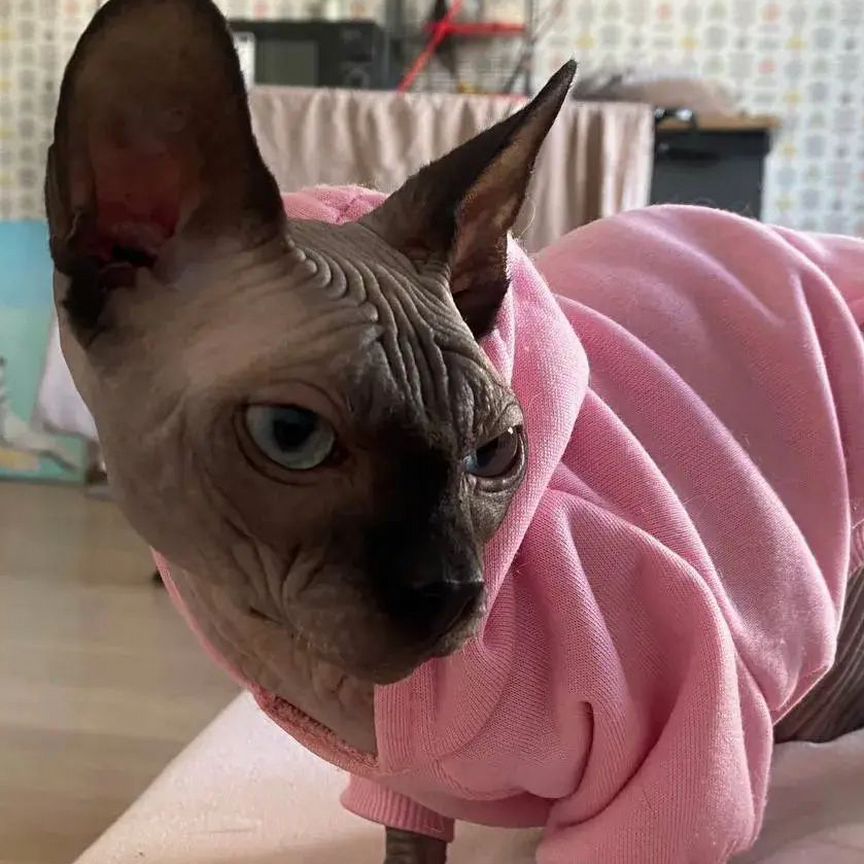 Канадский сфинкс котёнок