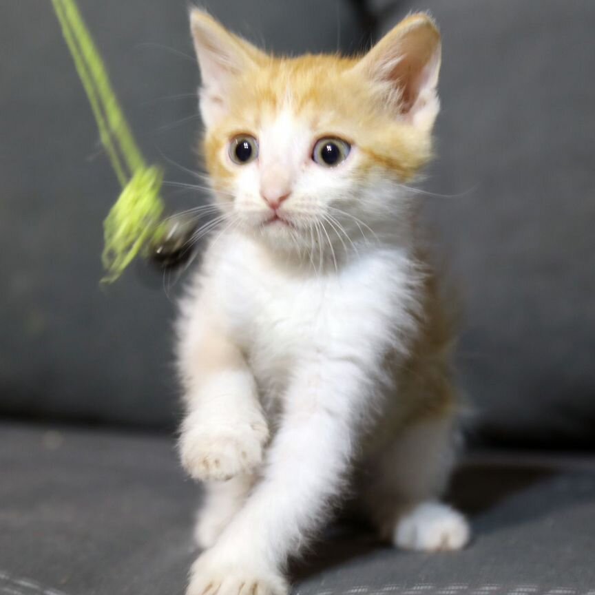 Котёнок от частного владельца
