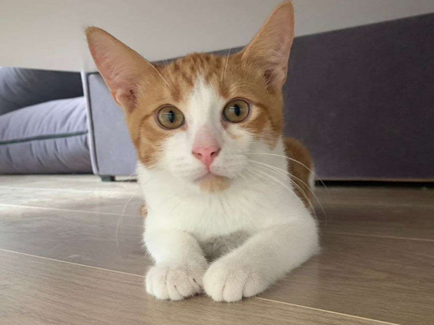 Рыжий котёнок. Серый котенок