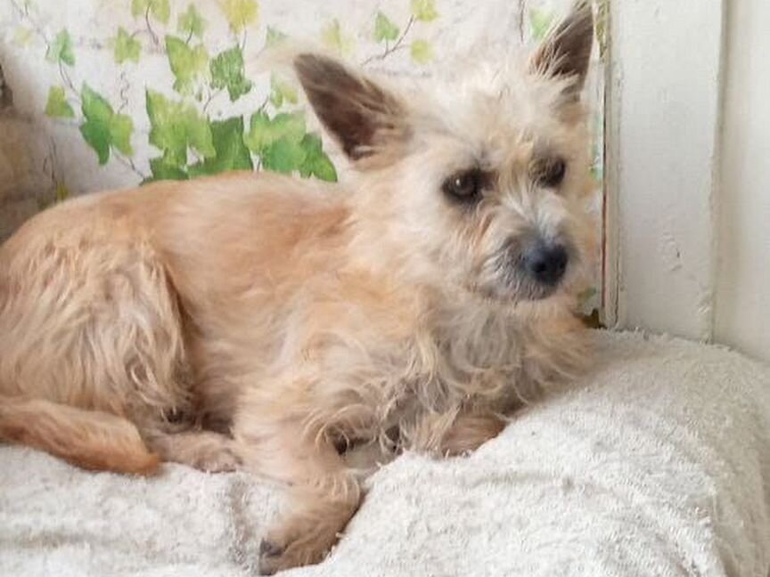 Джуна - Собака девочка в добрые руки