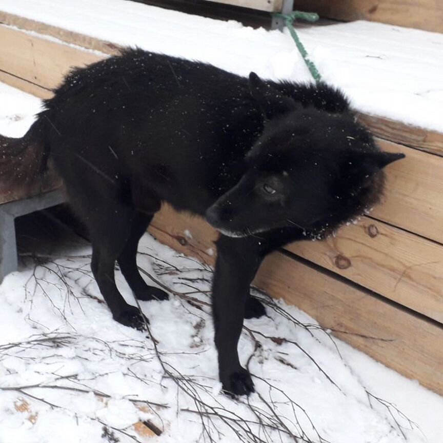 Пёсик Фредди ищет дом