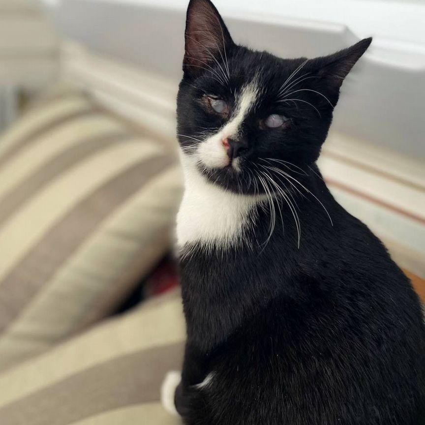 Взрослый кот в добрые руки