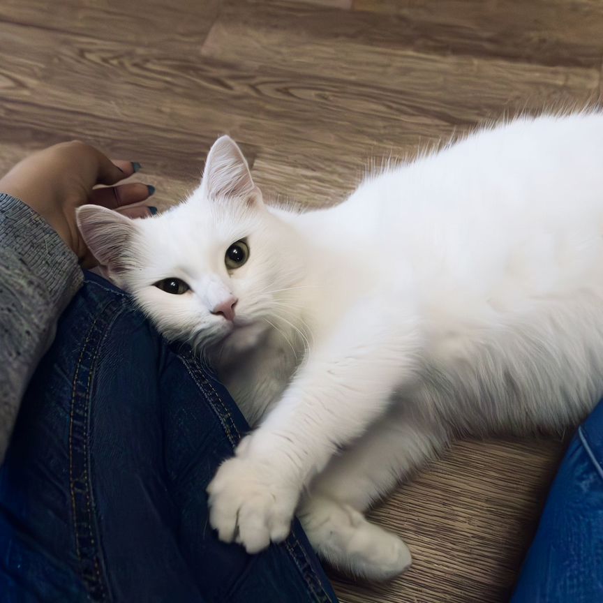 Коты в добрые руки