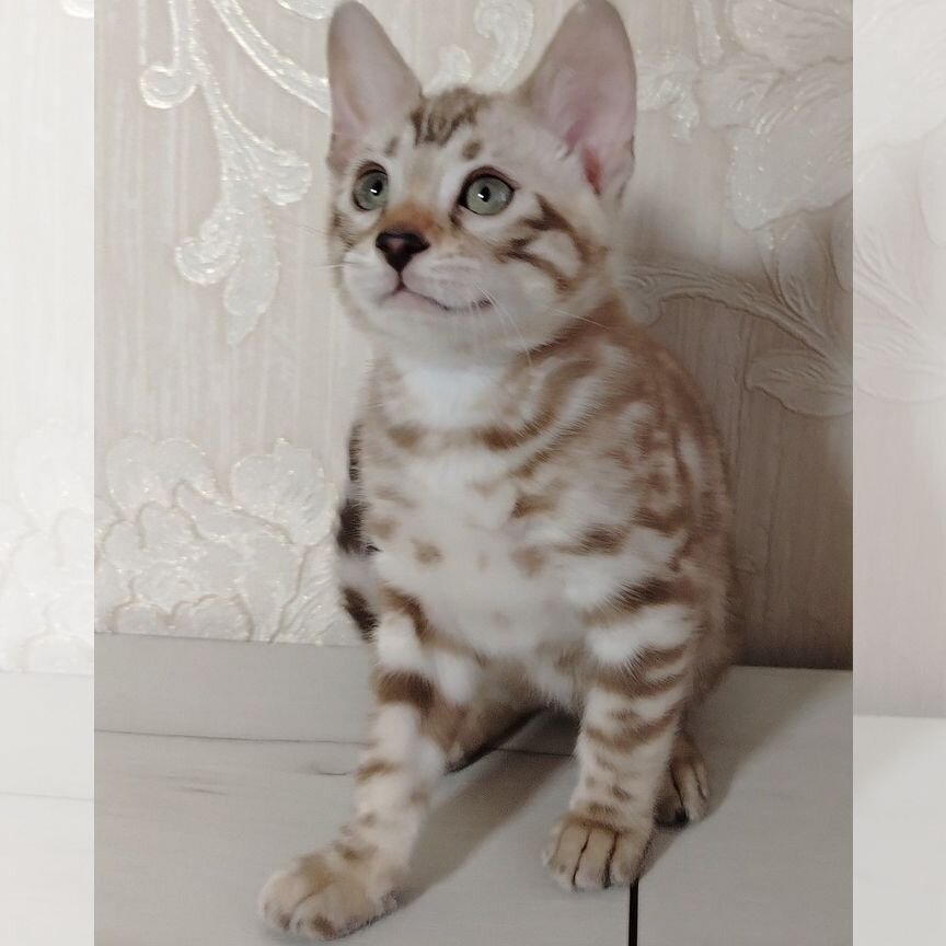 Бенгальские котята серебро, минк, браун