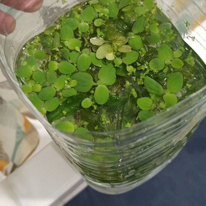 Аквариумное растение