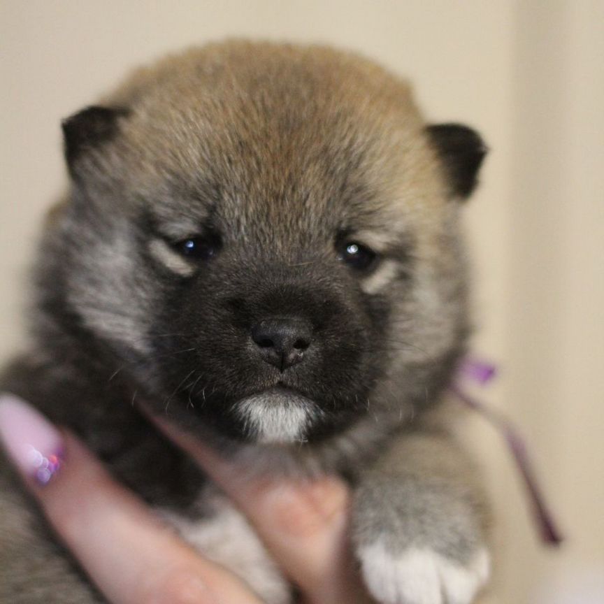 Шиба сиба ину девочка