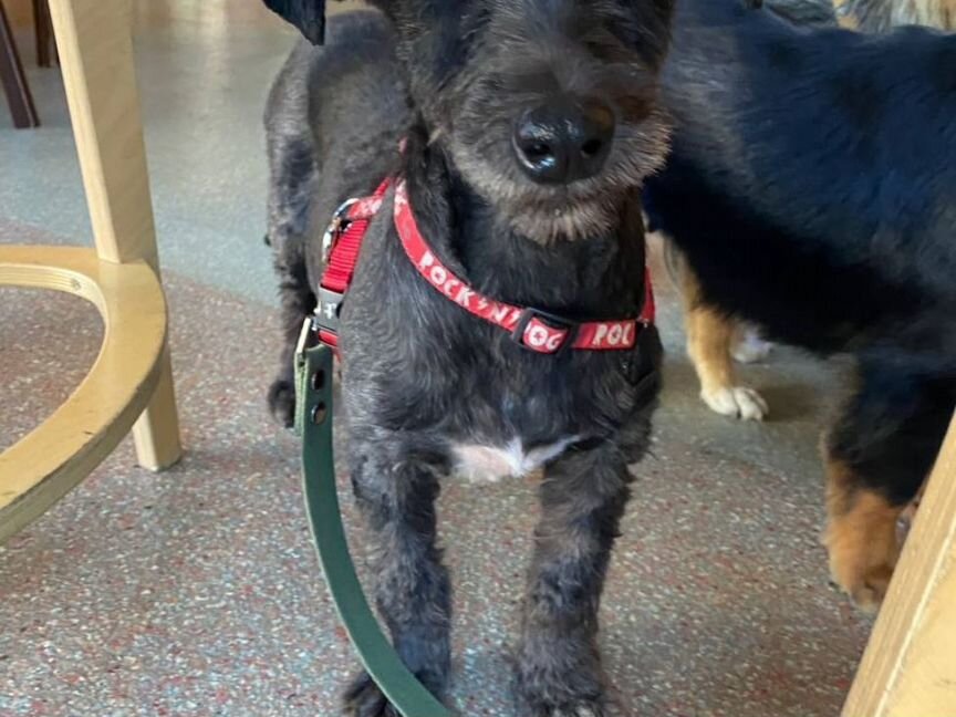 Собака маленькая порода метис болонки в дар